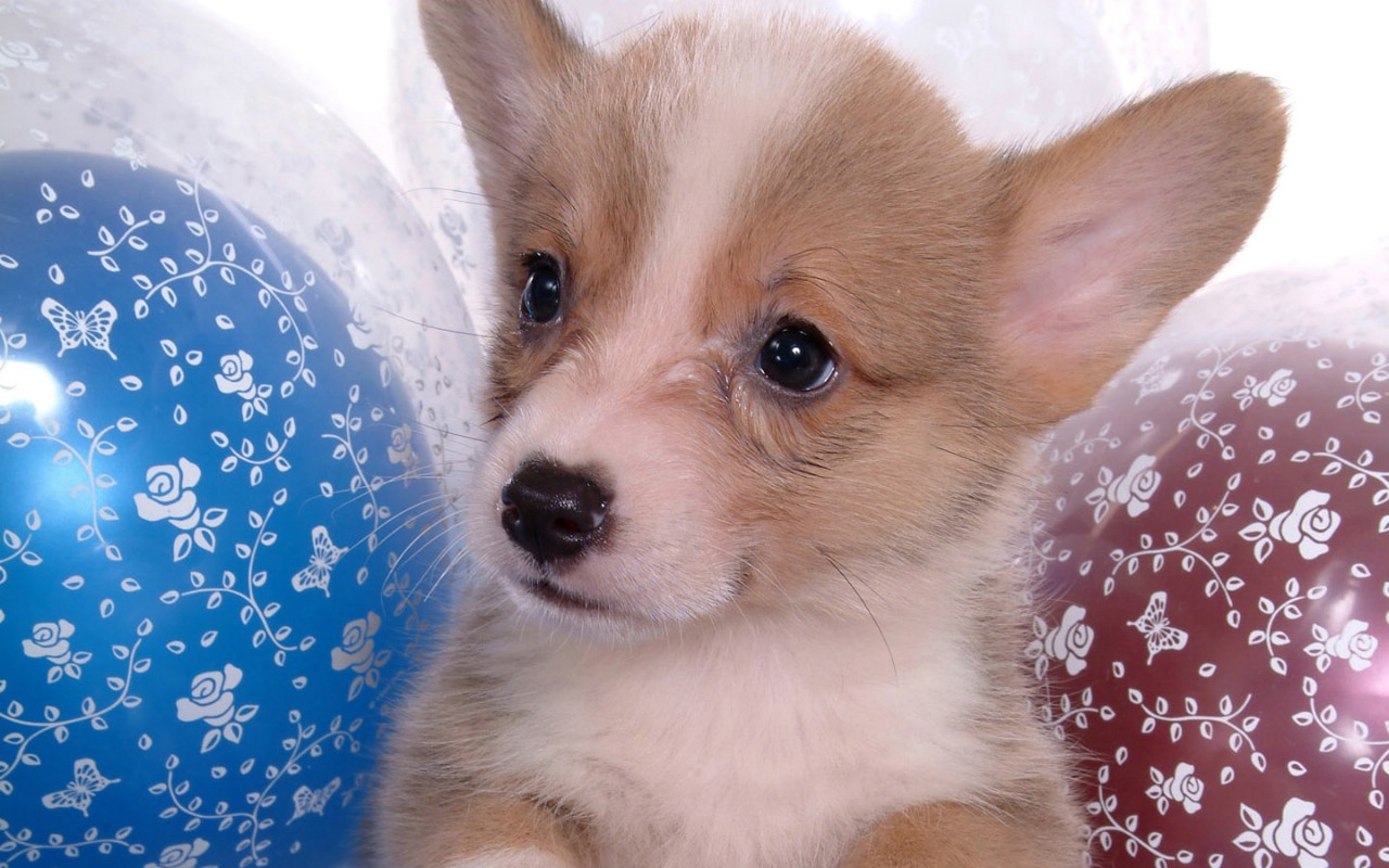 壁纸1280x800明星短腿狗壁纸 彭布罗克威尔士柯基犬 Welsh Corgi Pembroke 宠物狗 威尔士柯基犬图片 Pet dog Pembroke Welsh Corgi壁纸,彭布 ...