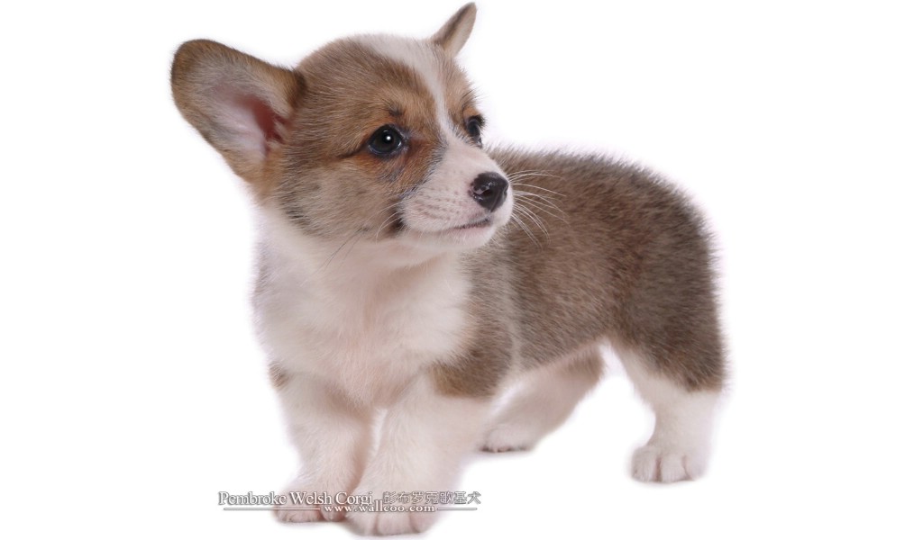 壁纸1024x600明星短腿狗壁纸 彭布罗克威尔士柯基犬 Welsh Corgi Pembroke 宠物狗 威尔士柯基犬图片 Pet dog Pembroke Welsh Corgi壁纸,彭布 ...
